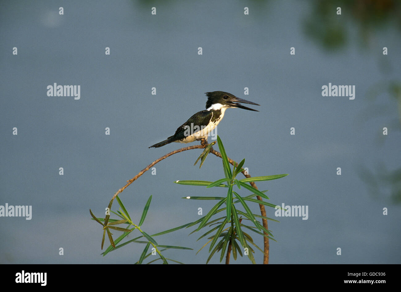 Ringed Kingfisher, megaceryle torquata, Immature on Branch, Pantanal in ...