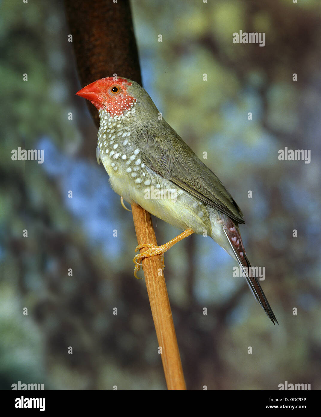 Star Finches High Resolution Stock Photography and Images - Alamy