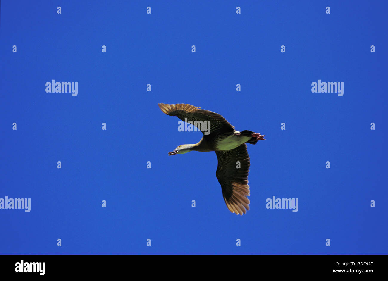 Eytons tree duck hi-res stock photography and images - Alamy