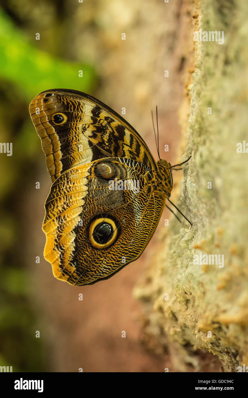 Owl butterfly hi-res stock photography and images - Alamy