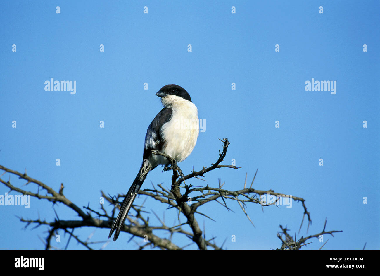Cabanisi hi-res stock photography and images - Alamy