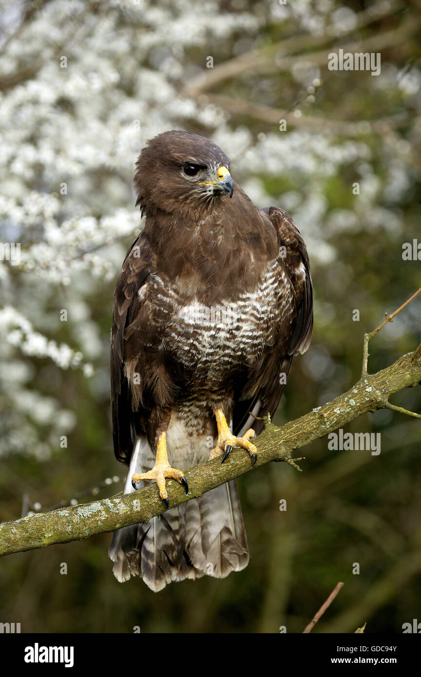 Buzzard size hi-res stock photography and images - Alamy