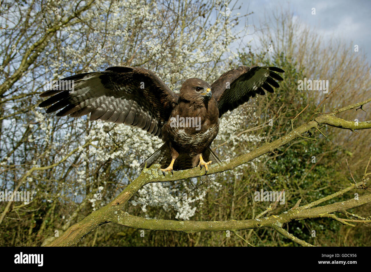 Buzzard taking off hi-res stock photography and images - Alamy