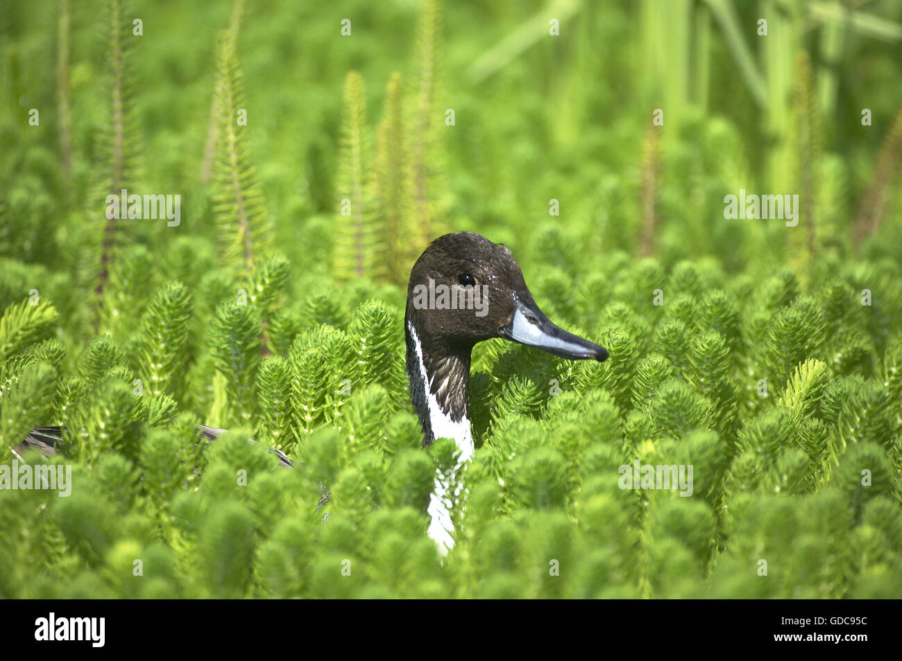 Northern Pintail, anas acuta, Adult, Head emerging from Plants, Pond in ...