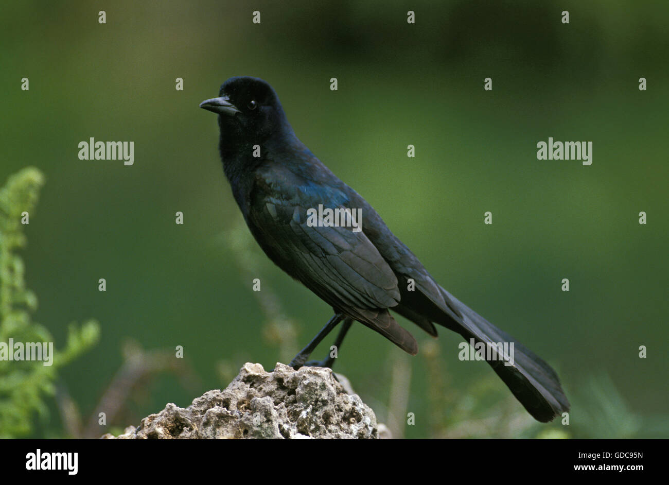 Boat Tailed Grakle, quiscalus major, Male on Rock, Florida Stock Photo ...