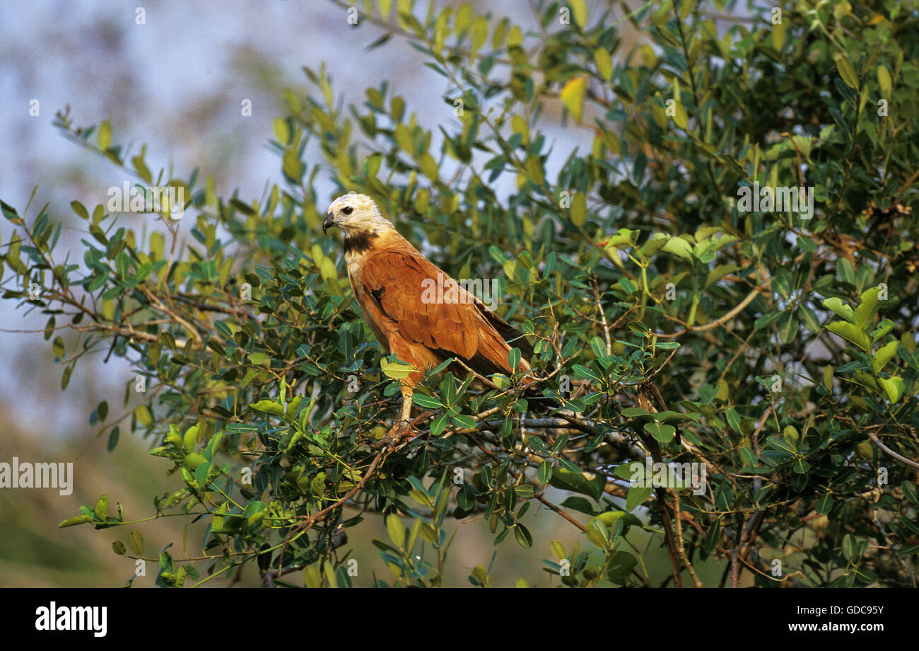 Black-Collared Hawk, busarellus nigricollis, Adult in Tree, Pantanal in ...