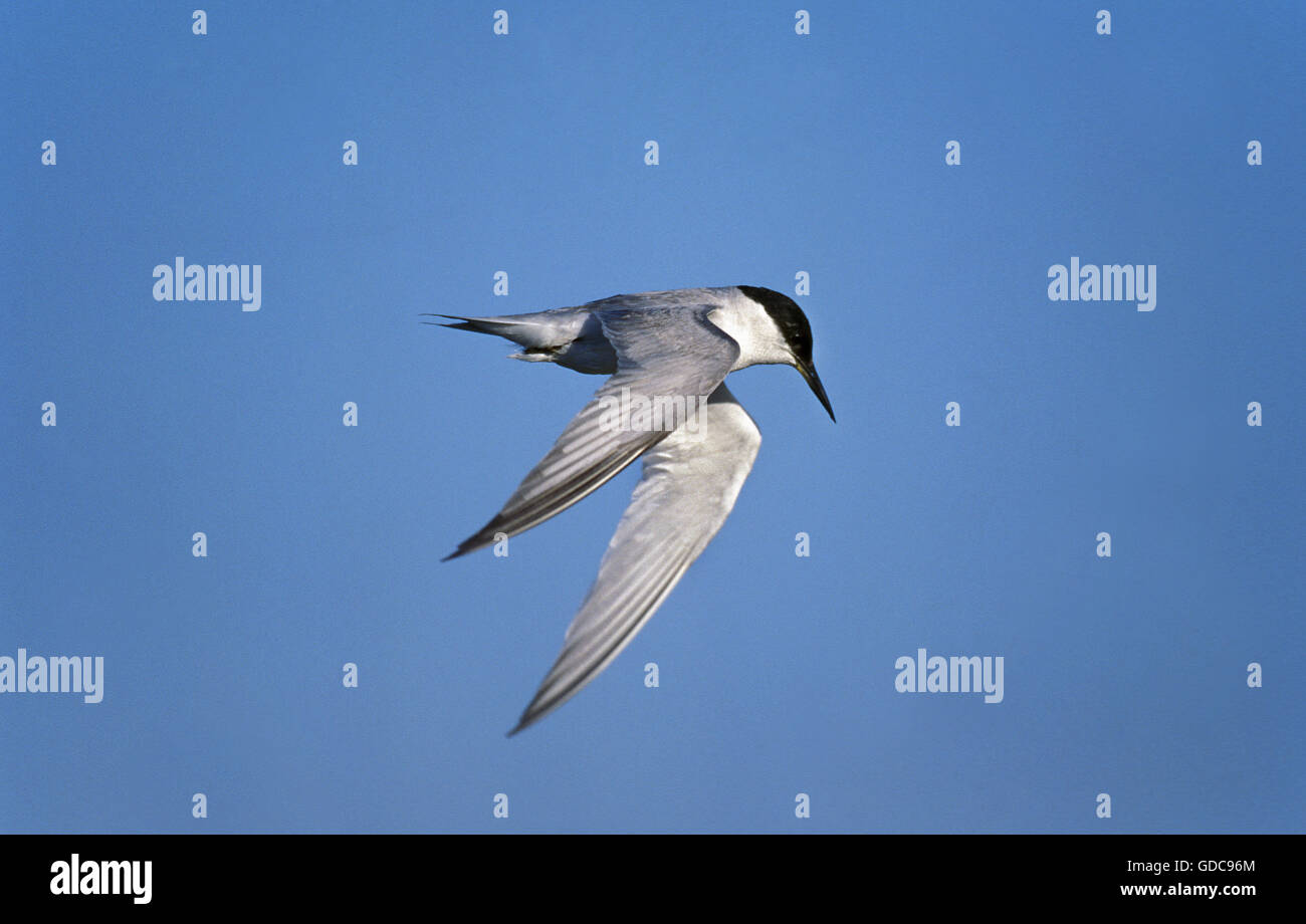 Sterna balaenarum hi-res stock photography and images - Alamy