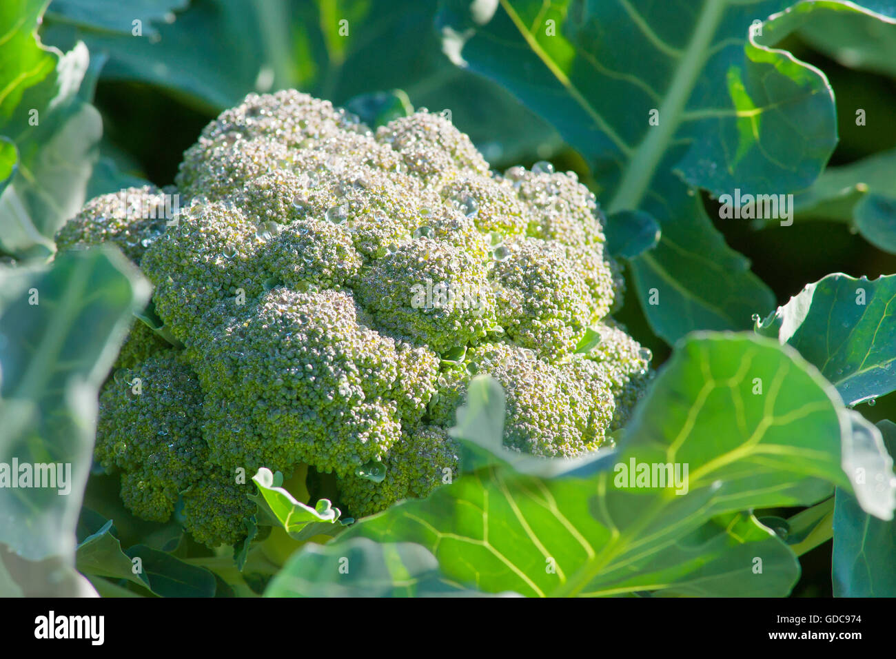 Broccoli garden autumn hi-res stock photography and images - Alamy