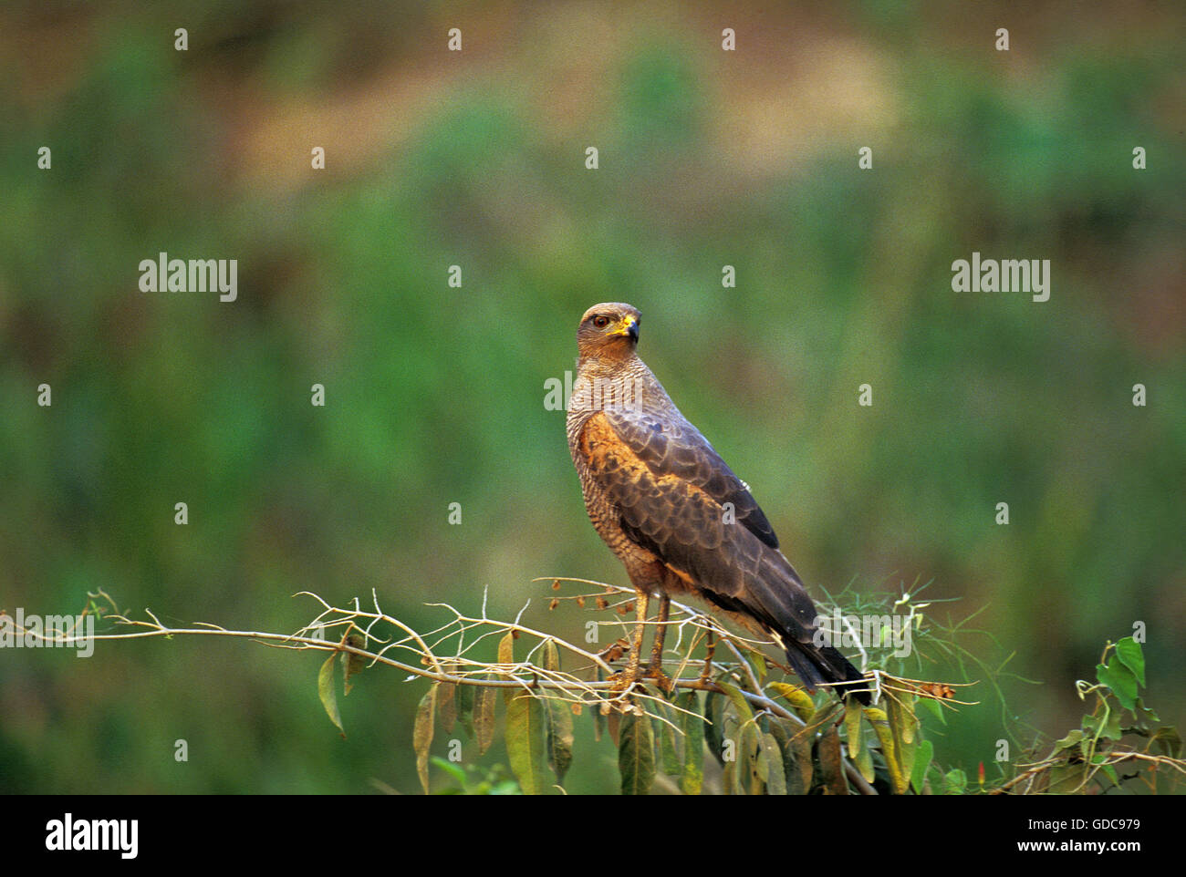 Savanna hawks hi-res stock photography and images - Alamy