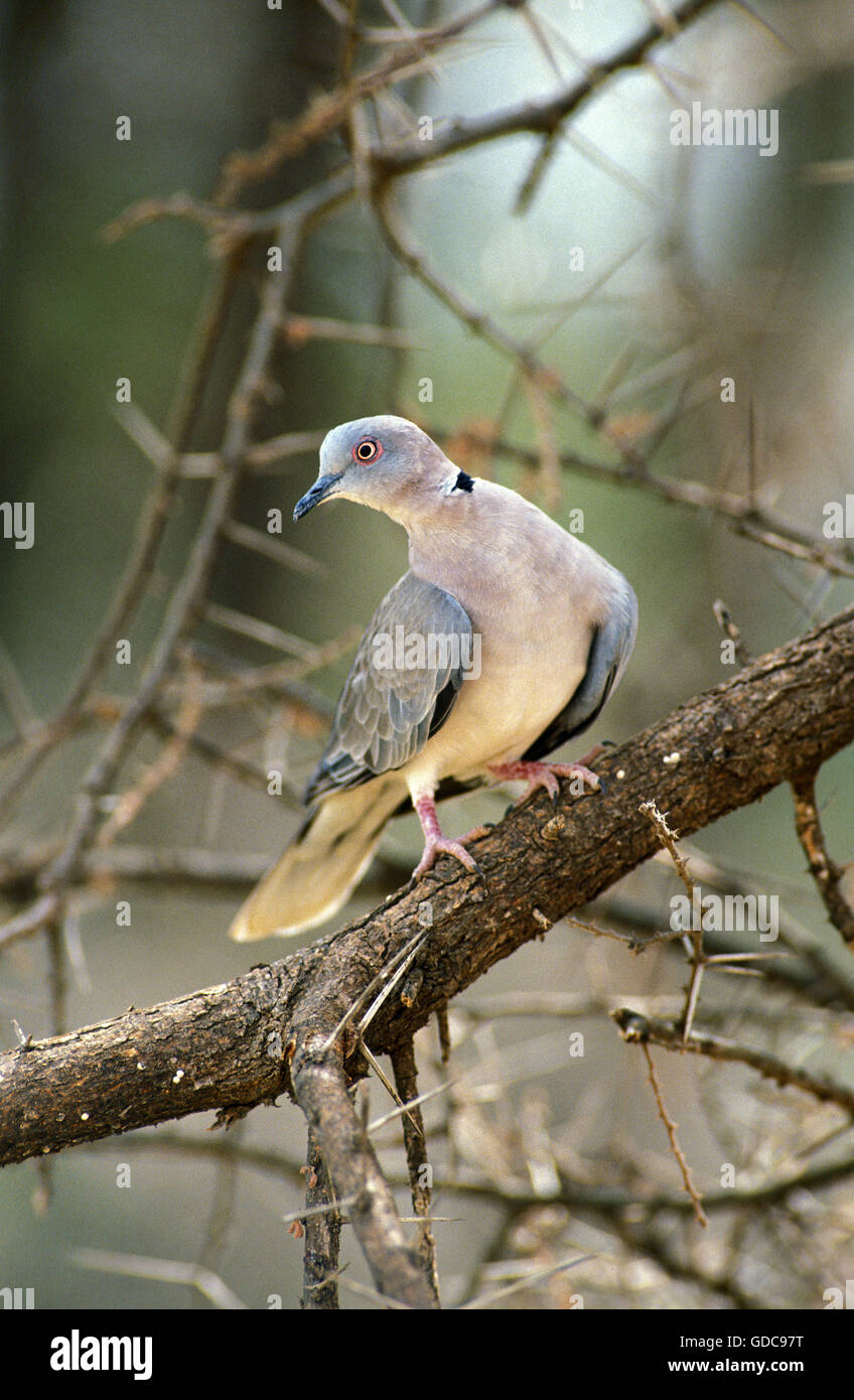 African Mourning Dove, streptopelia decipiens, Adult on Branch, South ...