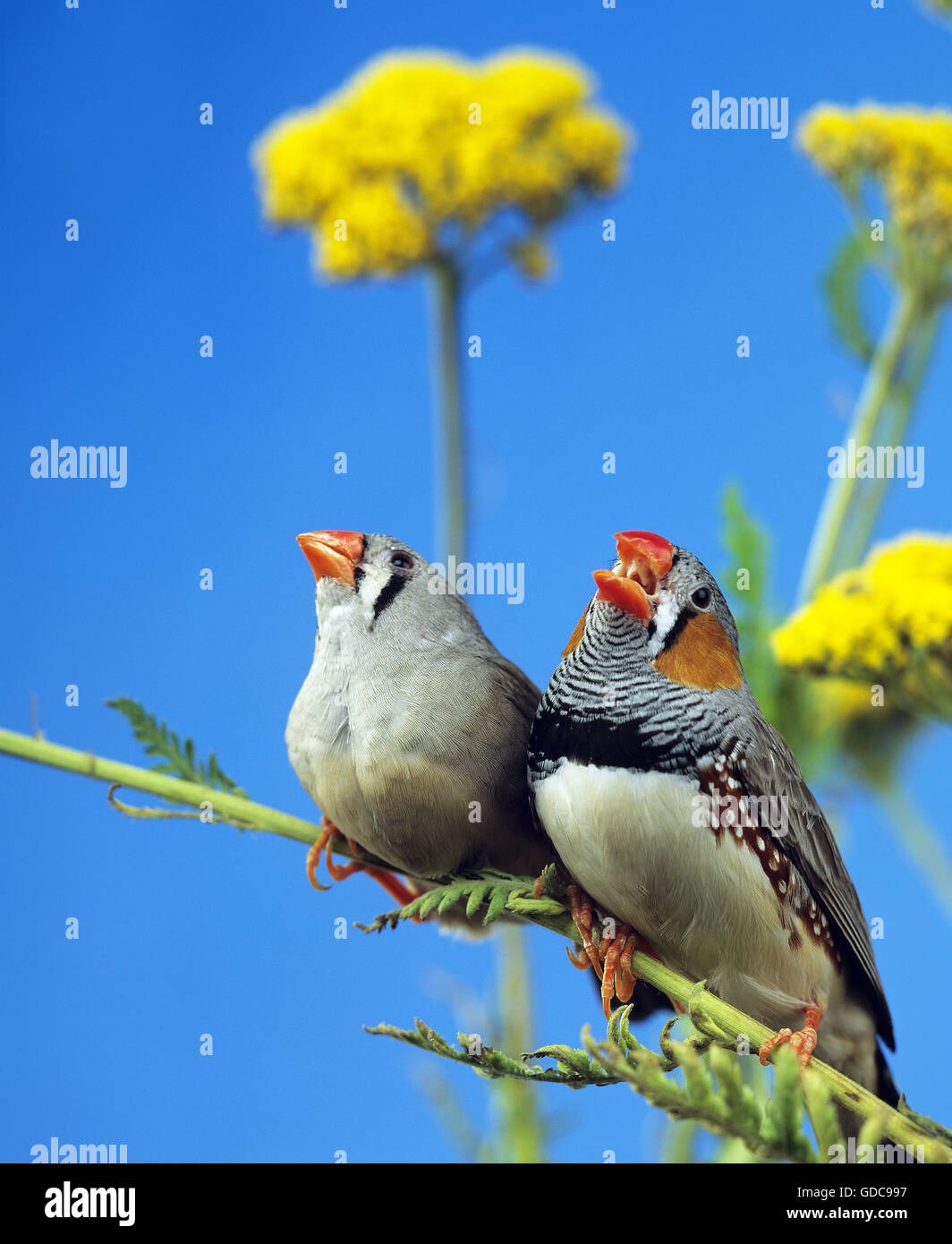 Zebra finch hi-res stock photography and images - Alamy