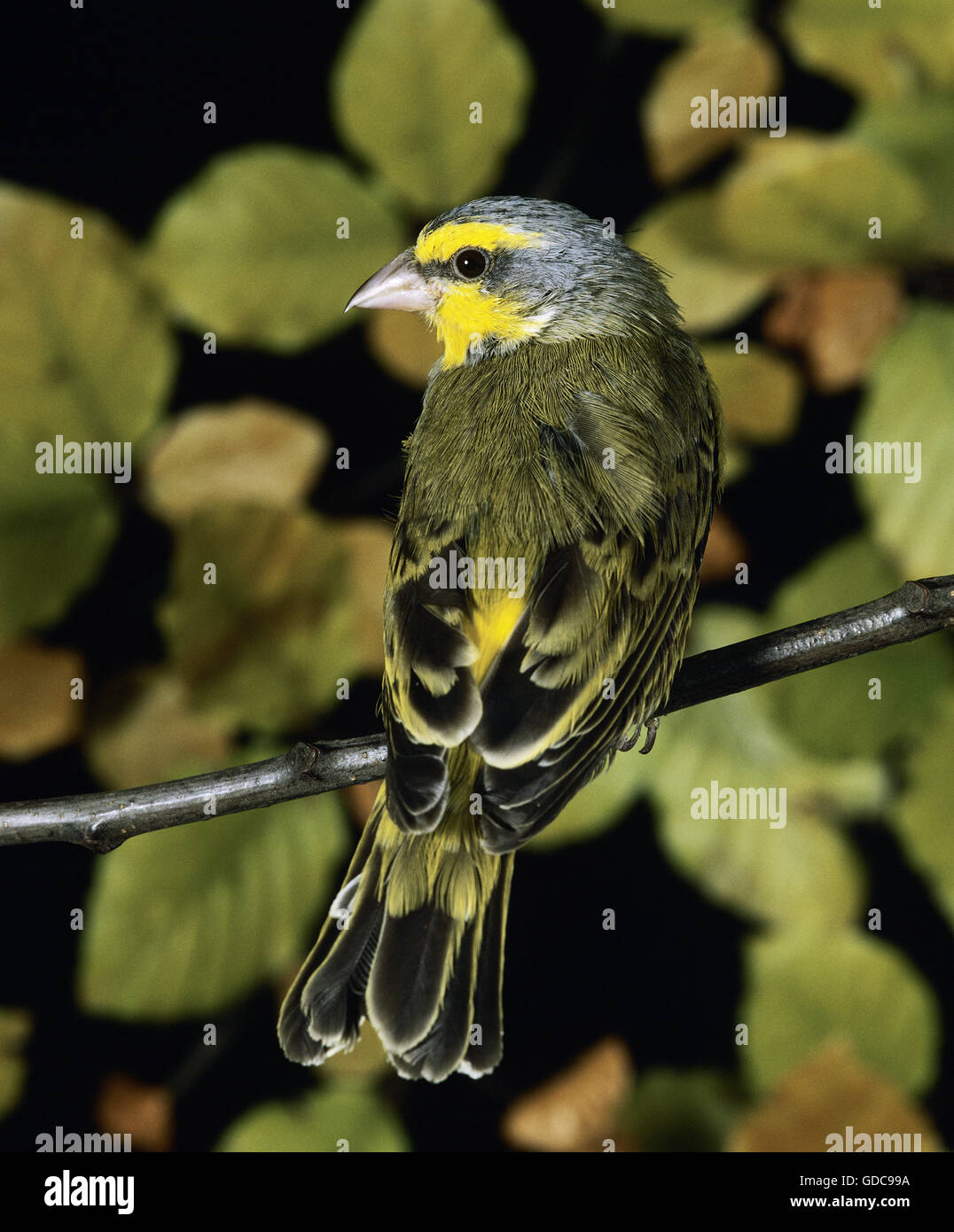 Yellow fronted canary serinus mozambicus hi-res stock photography and ...