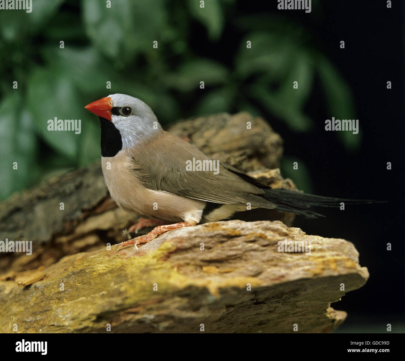 Black Throated Finch, poephila cincta Stock Photo - Alamy