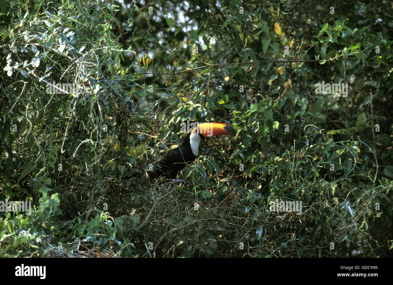 Ramphastos toco bird hi-res stock photography and images - Alamy