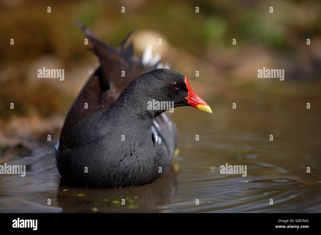 Common moorhen european gallinula chloropus hi-res stock photography ...