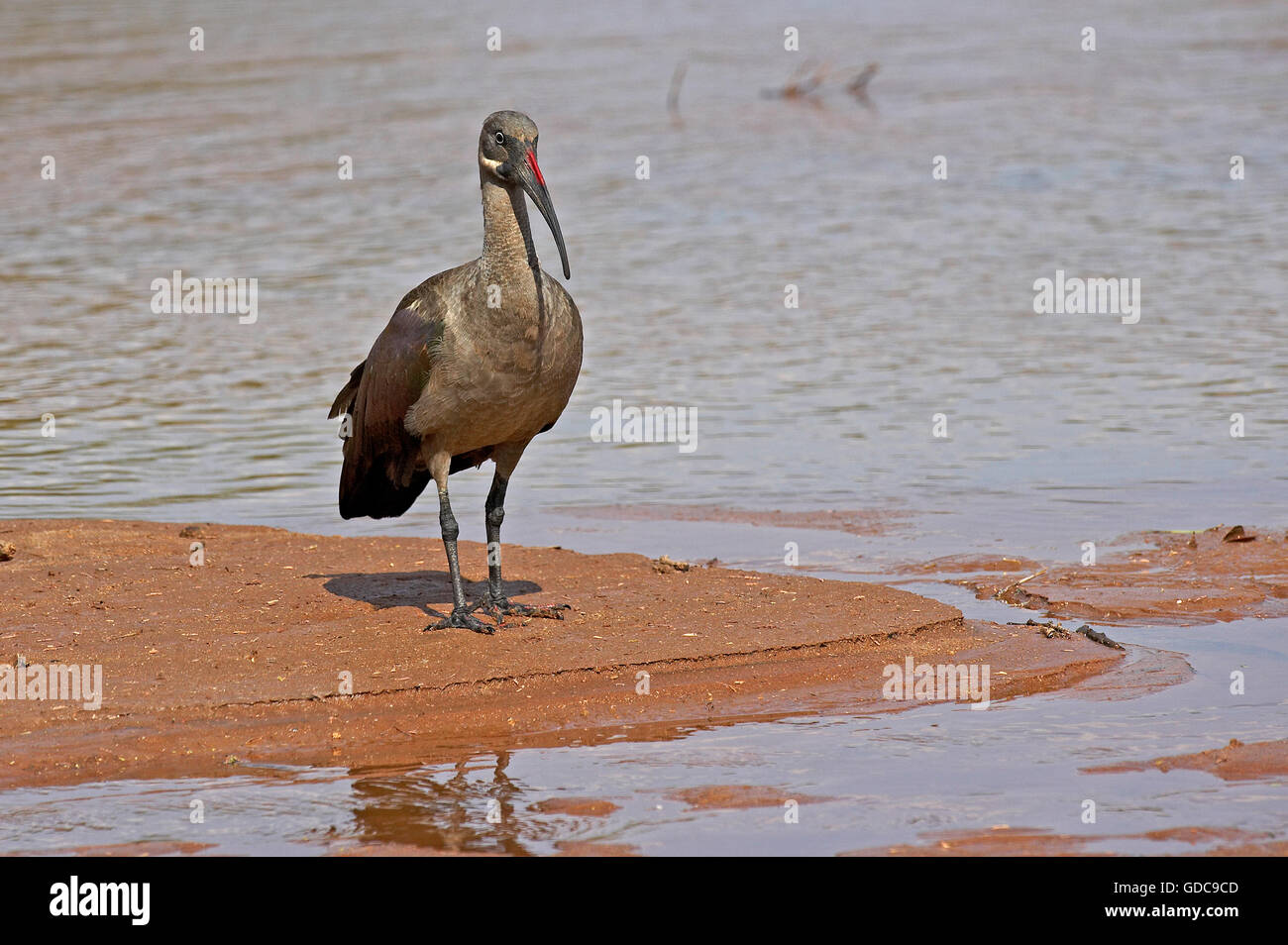 Hadada Ibis, bostrychia hagedash, Adult near Water, Samburu park in ...