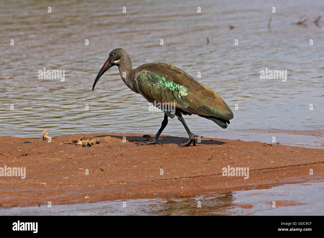 Hadada Ibis, bostrychia hagedash, Adult near Water, Samburu park in ...