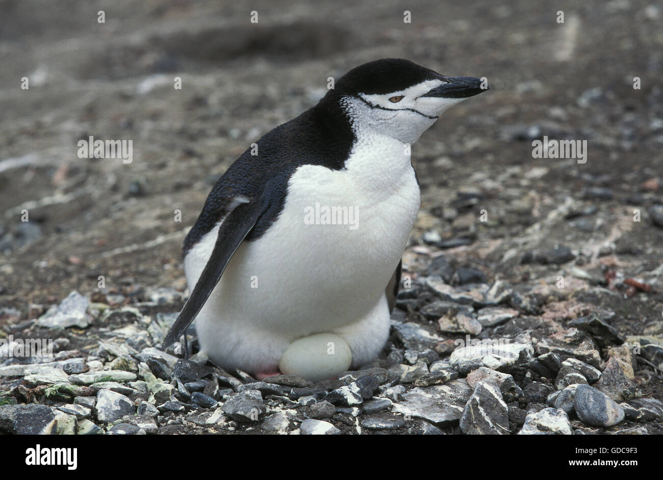 Penguins incubating eggs hi-res stock photography and images - Alamy