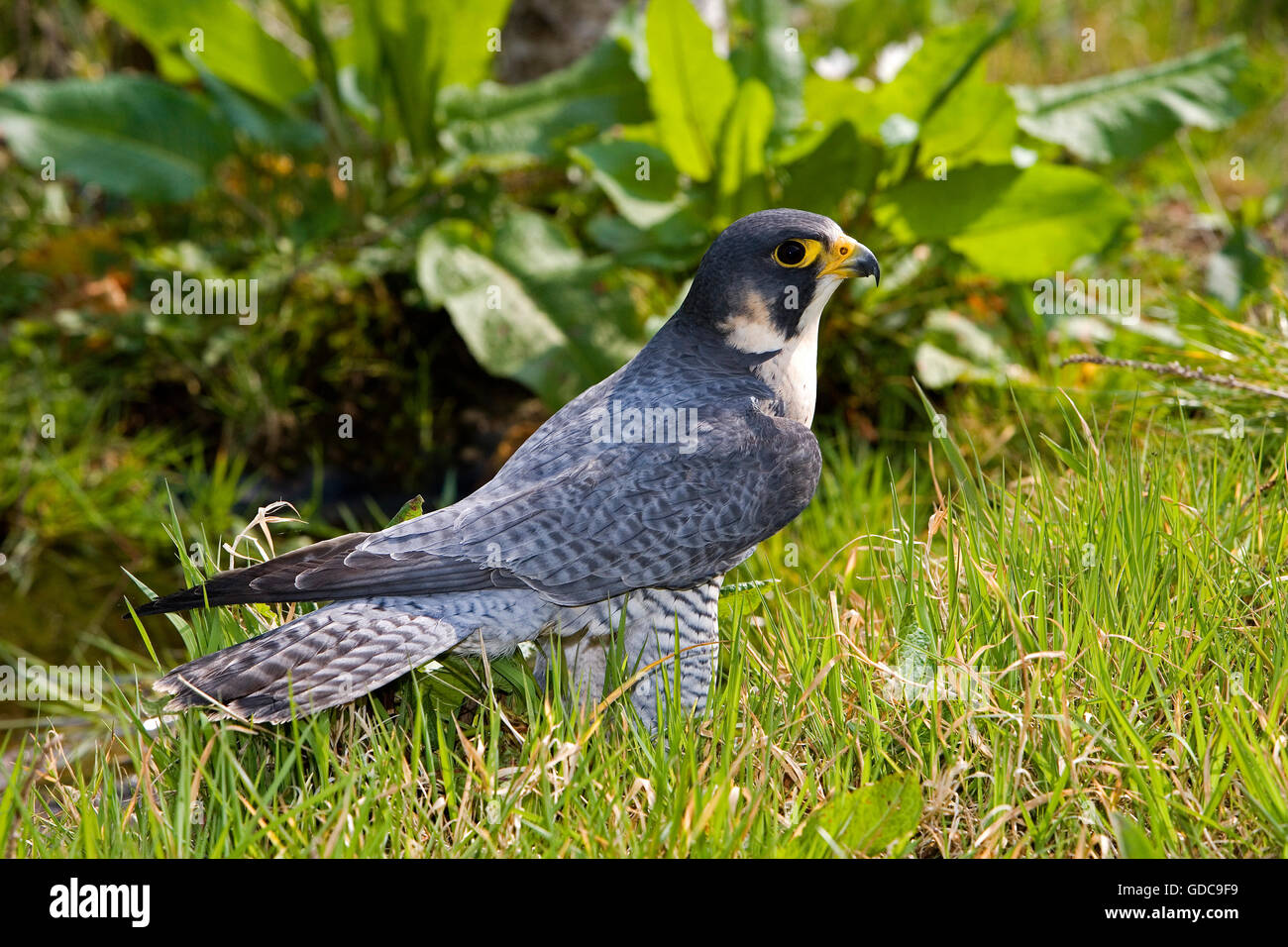 Peregrinus hi-res stock photography and images - Alamy