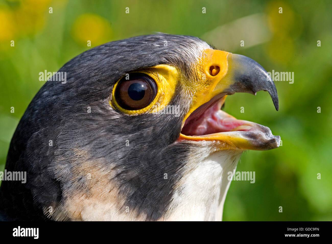 Peregrine falcon head shot hi-res stock photography and images - Alamy