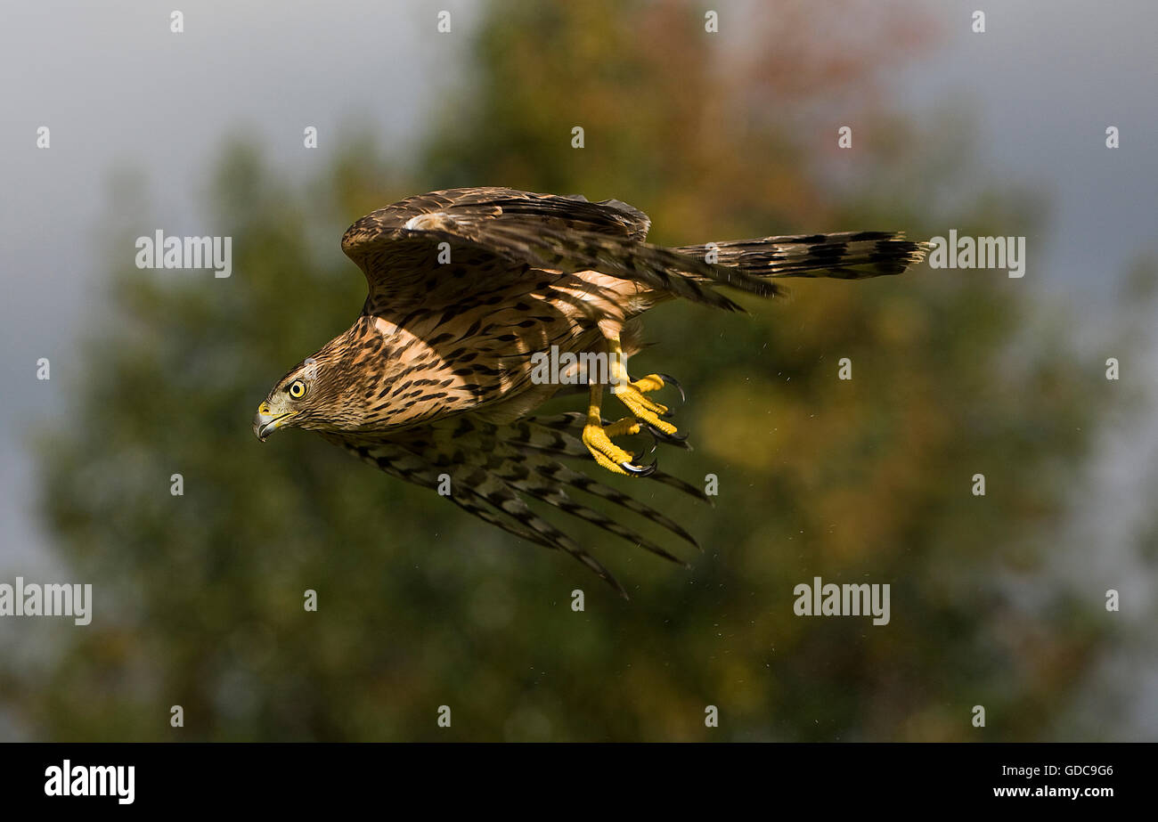 GOSHAWK accipiter gentilis, JUVENILE IN FLIGHT, NORMANDY IN FRANCE ...