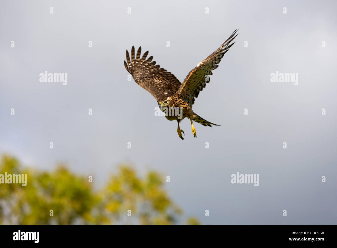 Birds of prey in france hi-res stock photography and images - Alamy