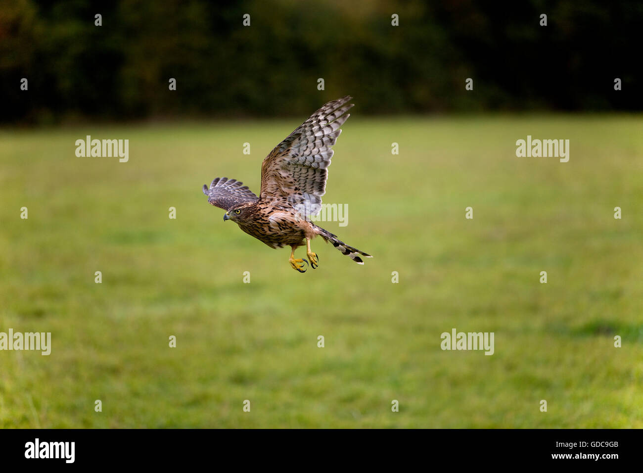 GOSHAWK accipiter gentilis, JUVENILE IN FLIGHT, NORMANDY Stock Photo ...