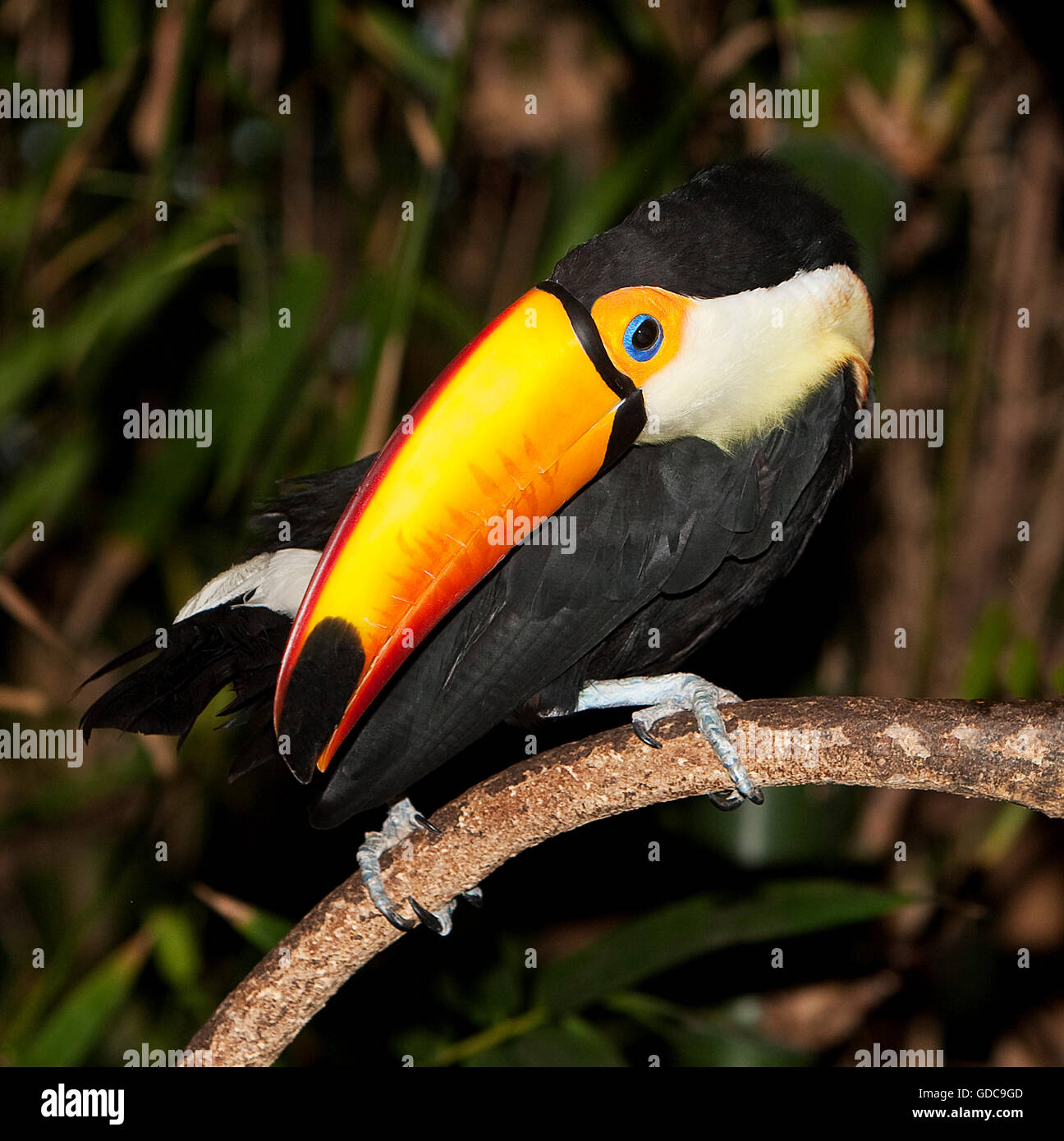 Toco toucan images hi-res stock photography and images - Alamy