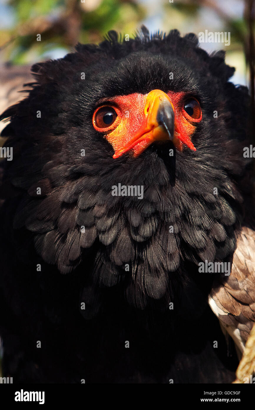 BATELEUR EAGLE terathopius ecaudatus, PORTRAIT OF ADULT Stock Photo - Alamy