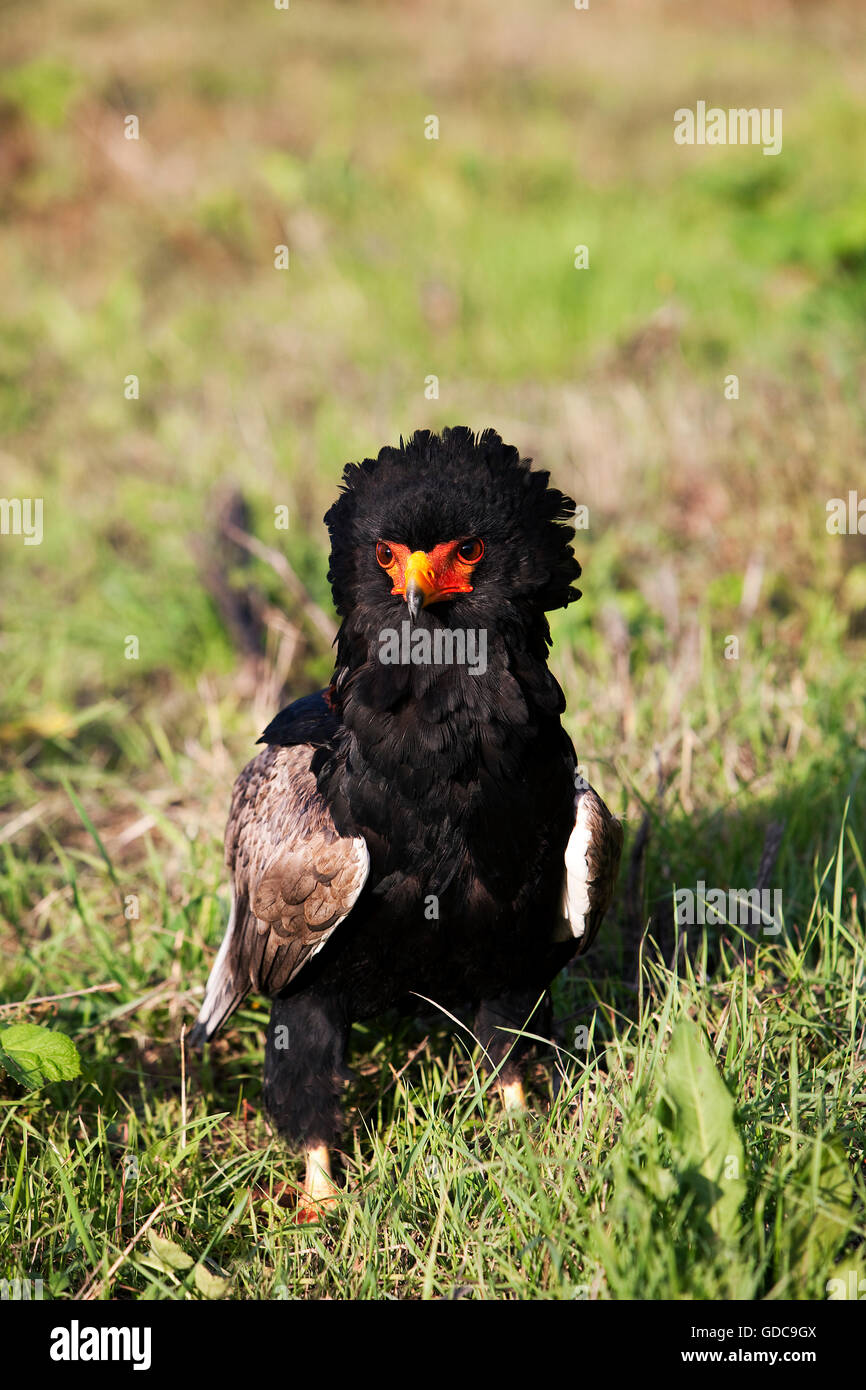 BATELEUR EAGLE terathopius ecaudatus Stock Photo - Alamy