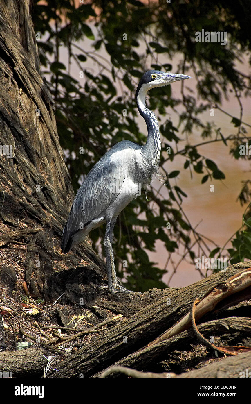 Black Headed Heron, ardea melanocephala, Adult, Naivasha Lake in Kenya ...