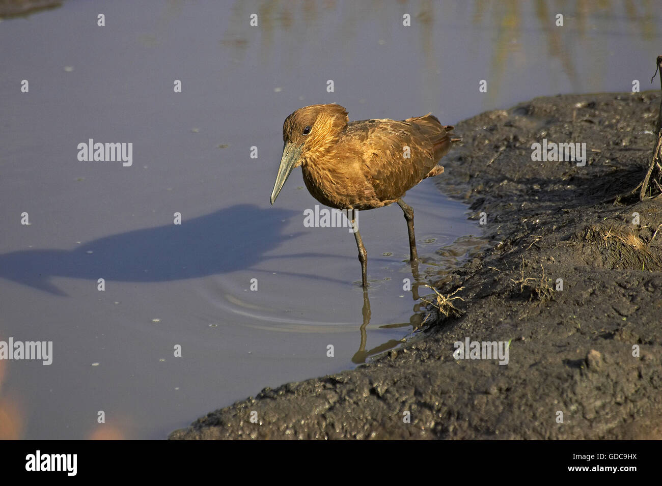 Hamerkop hammerhead scopus umbretta bird hi-res stock photography and ...