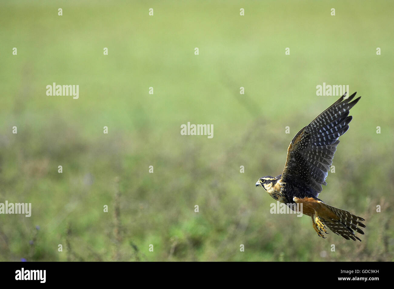 Aplomado falcon falco femoralis hi-res stock photography and images - Alamy