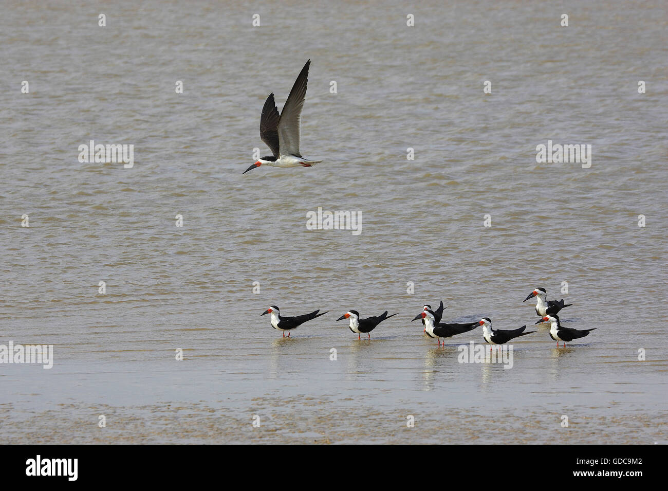 Rynchops hi-res stock photography and images - Alamy