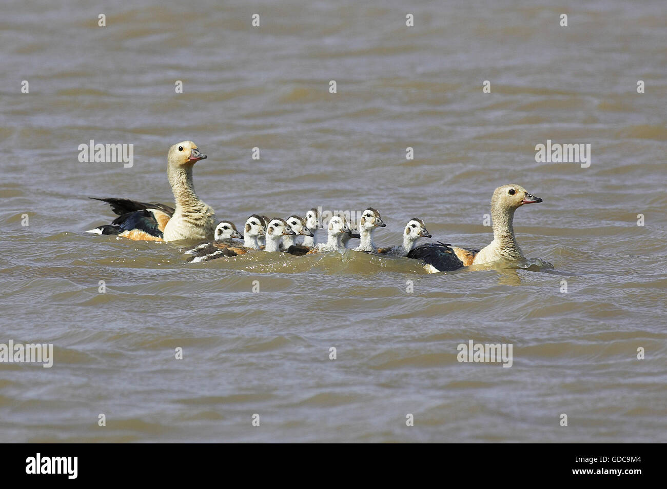 Orinoco Goose, neochen jubata, Family swimming, Los Lianos in Venezuela ...