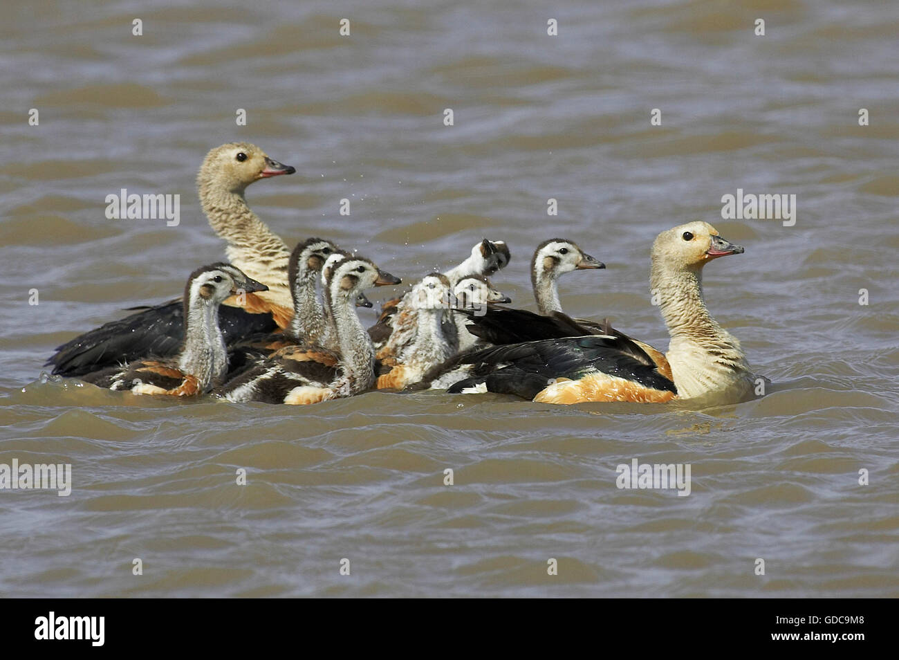 Orinoco Goose, neochen jubata, Pair with Chicks in Water, Los Lianos in ...