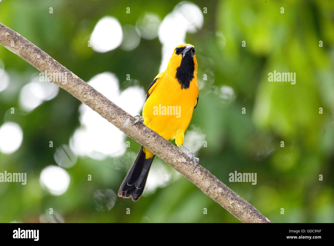 Icterus hi-res stock photography and images - Alamy