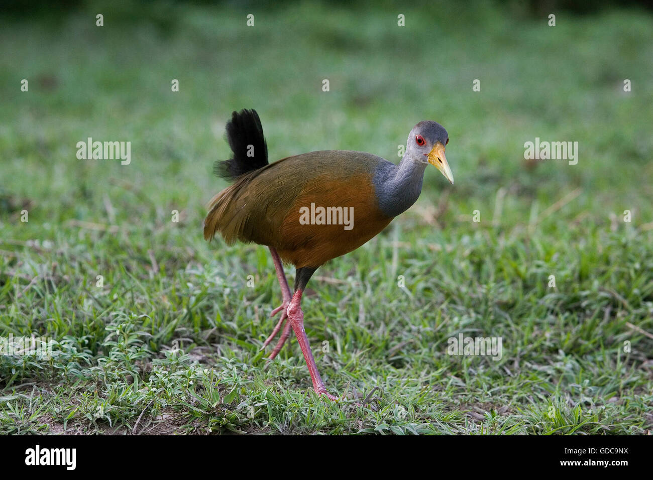 Grey-Necked Wood-rail, aramides cajanea, Los Lianos in Venezuela Stock ...