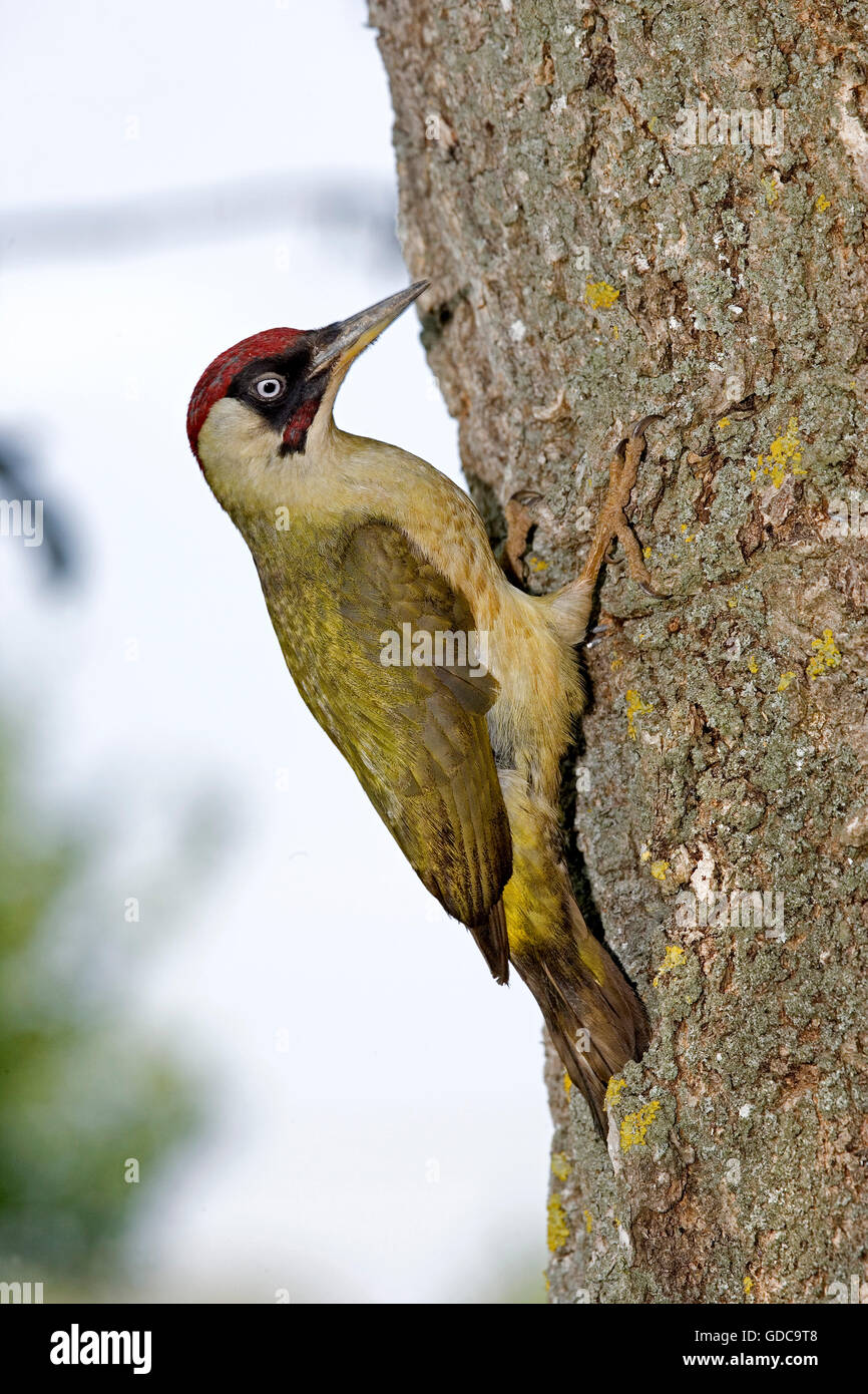 Picus viridis hi-res stock photography and images - Alamy