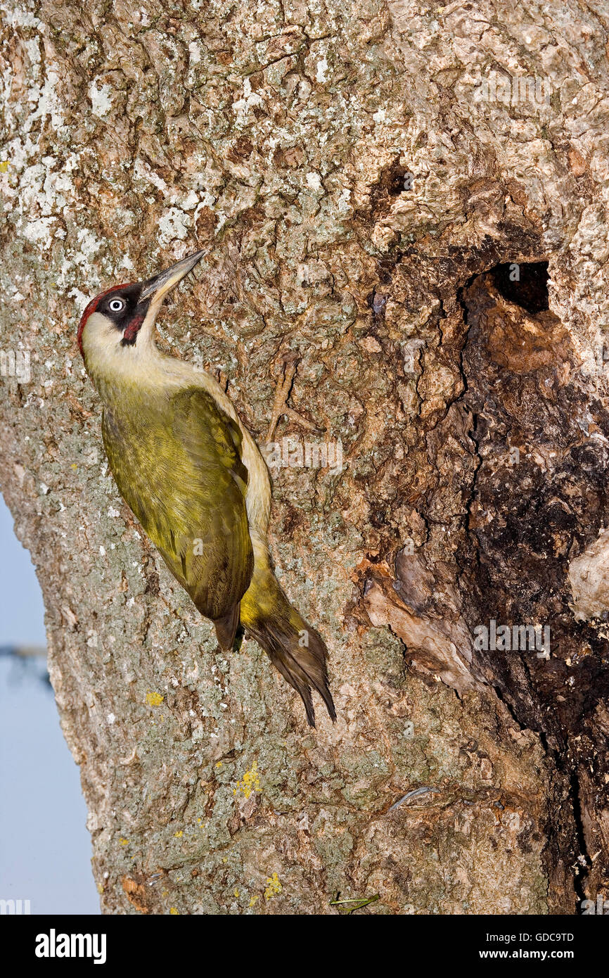 Picus hi-res stock photography and images - Alamy