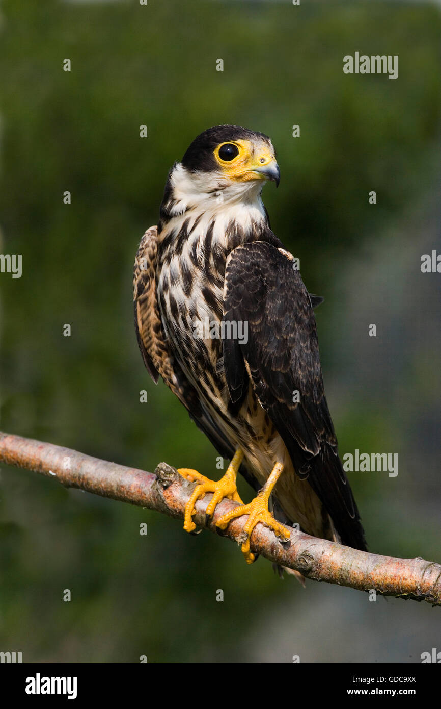 Eurasian Hobby, falco subbuteo, Adult on Branch, Normandy Stock Photo ...