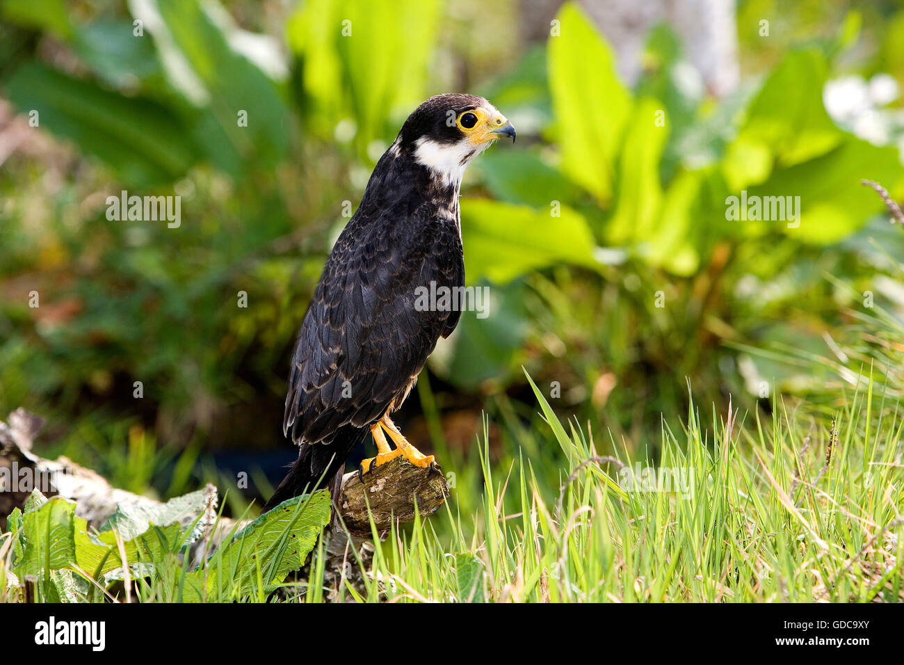 Falco subbuteo image hi-res stock photography and images - Alamy