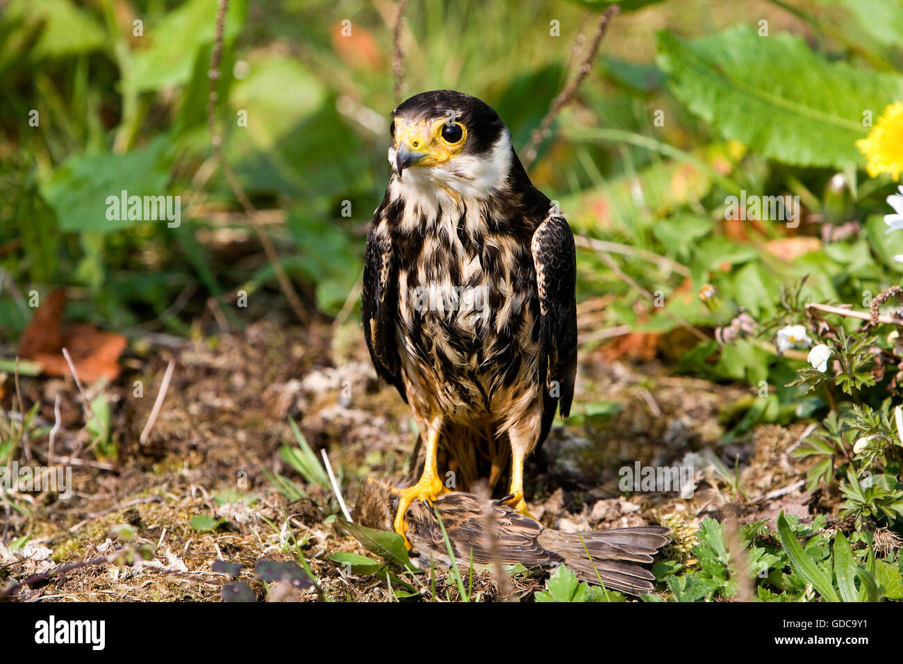 Falco Subbuteo Images High Resolution Stock Photography and Images - Alamy