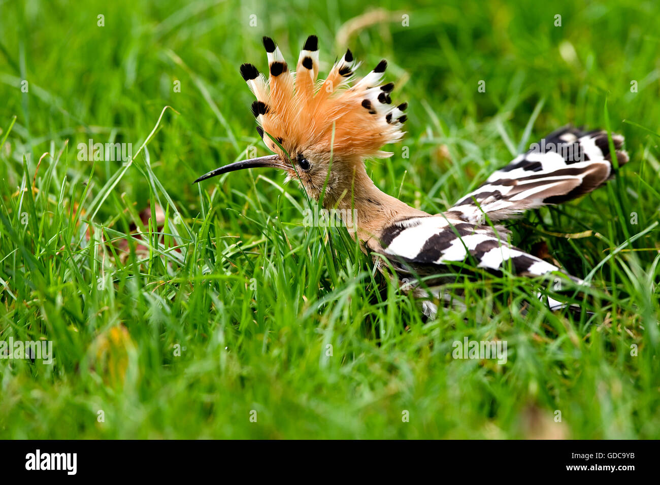 Upupa upupa epops hi-res stock photography and images - Alamy