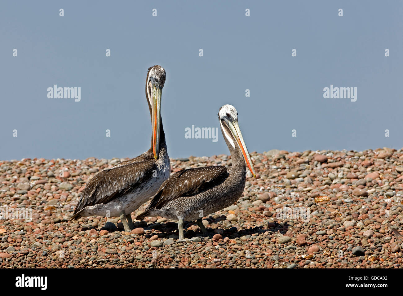 Peruvian Pelican, pelecanus thagus, Adults, Ballestas Islands in ...