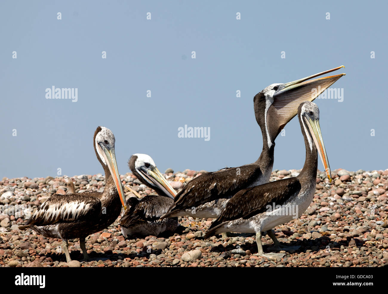 Peruvian Pelican, pelecanus thagus, Ballestas Island at Paracas Reserve ...