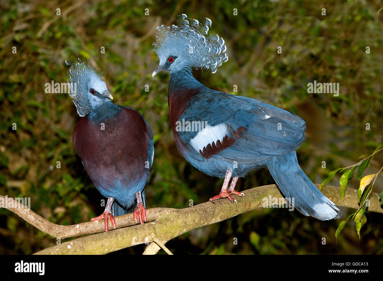 GOURA VICTORIA goura victoria, ADULTS ON BRANCH Stock Photo - Alamy