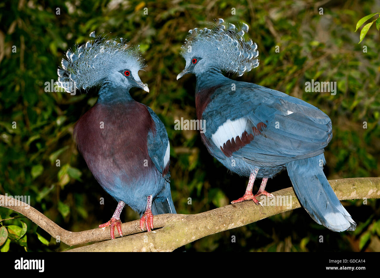 Goura victoria goura victoria pair hi-res stock photography and images ...