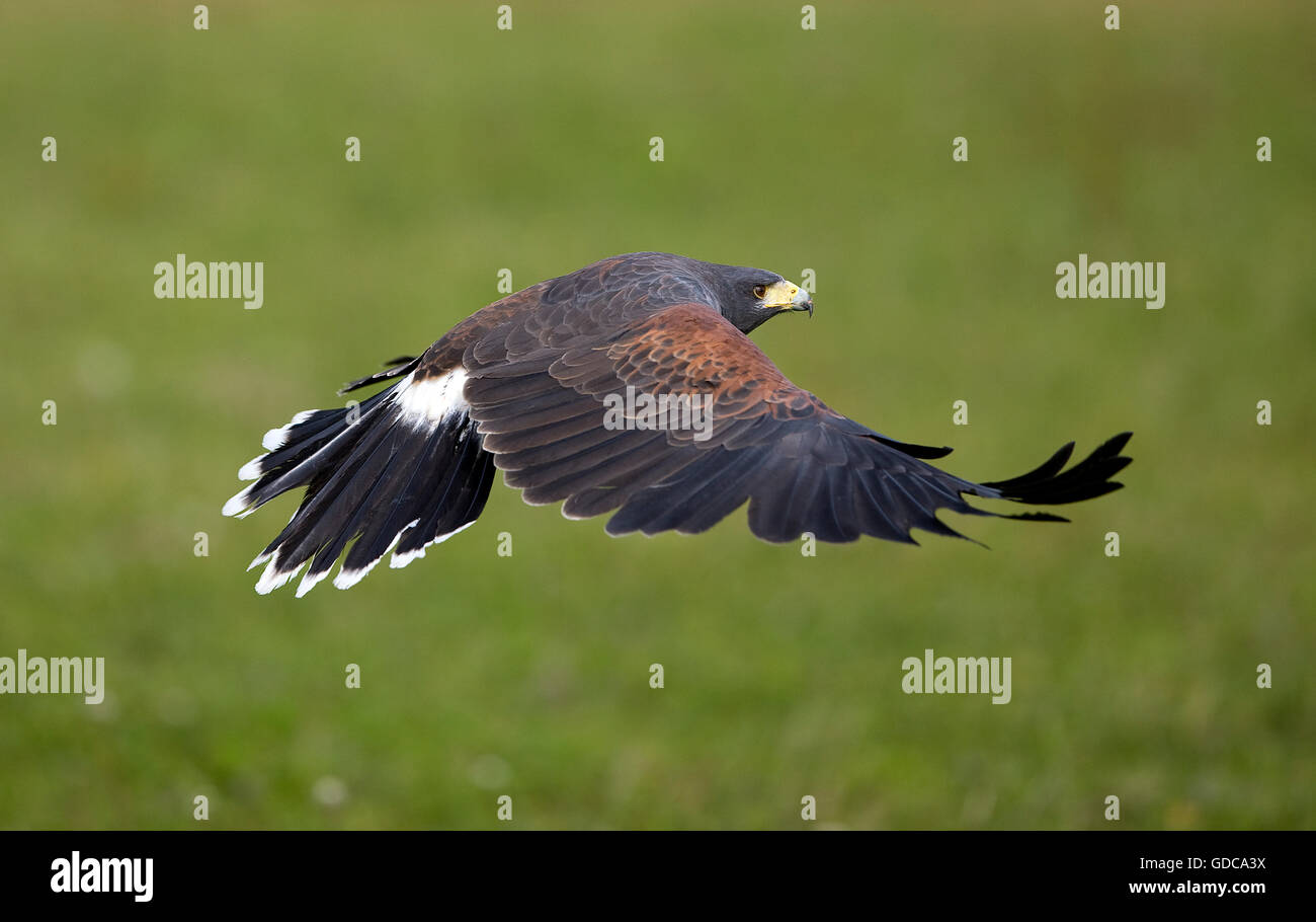 Harris hawk parabuteo unicinctus side hi-res stock photography and ...