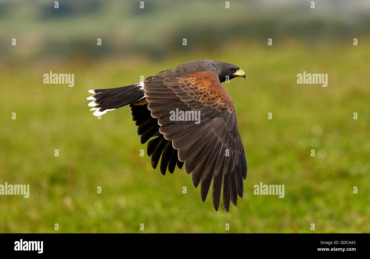 Harris hawk parabuteo unicinctus side hi-res stock photography and ...